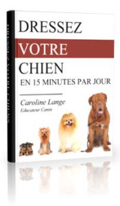Outil de calcul age chien humain sur CommentCalculer.fr